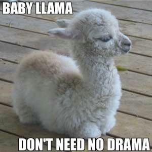 21 Funny Llama Memes If You Don't Need No Drama