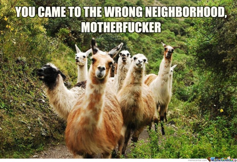 21 Funny Llama Memes If You Don't Need No Drama