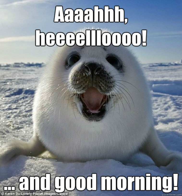 21 Funny Good Morning Memes To Start Off Your Day