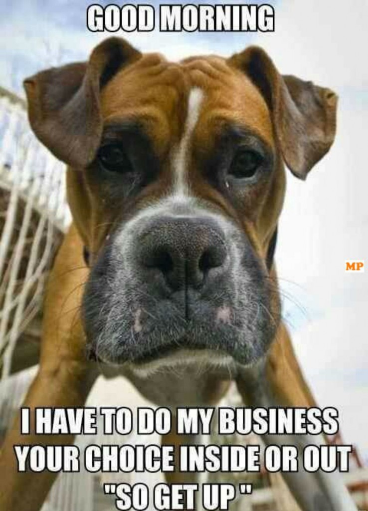 21 Funny Good Morning Memes To Start Off Your Day