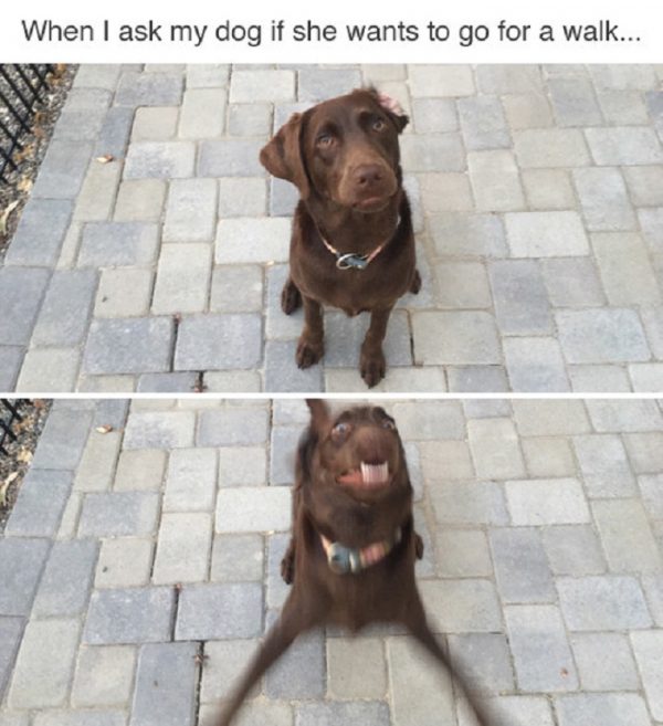 These Memes Will Make Any Dog-Owner Feel More Related Than Ever
