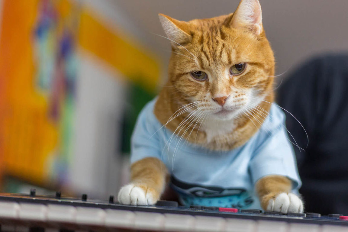 YouTube Legend Keyboard Cat Bento Died At The Age Of Nine